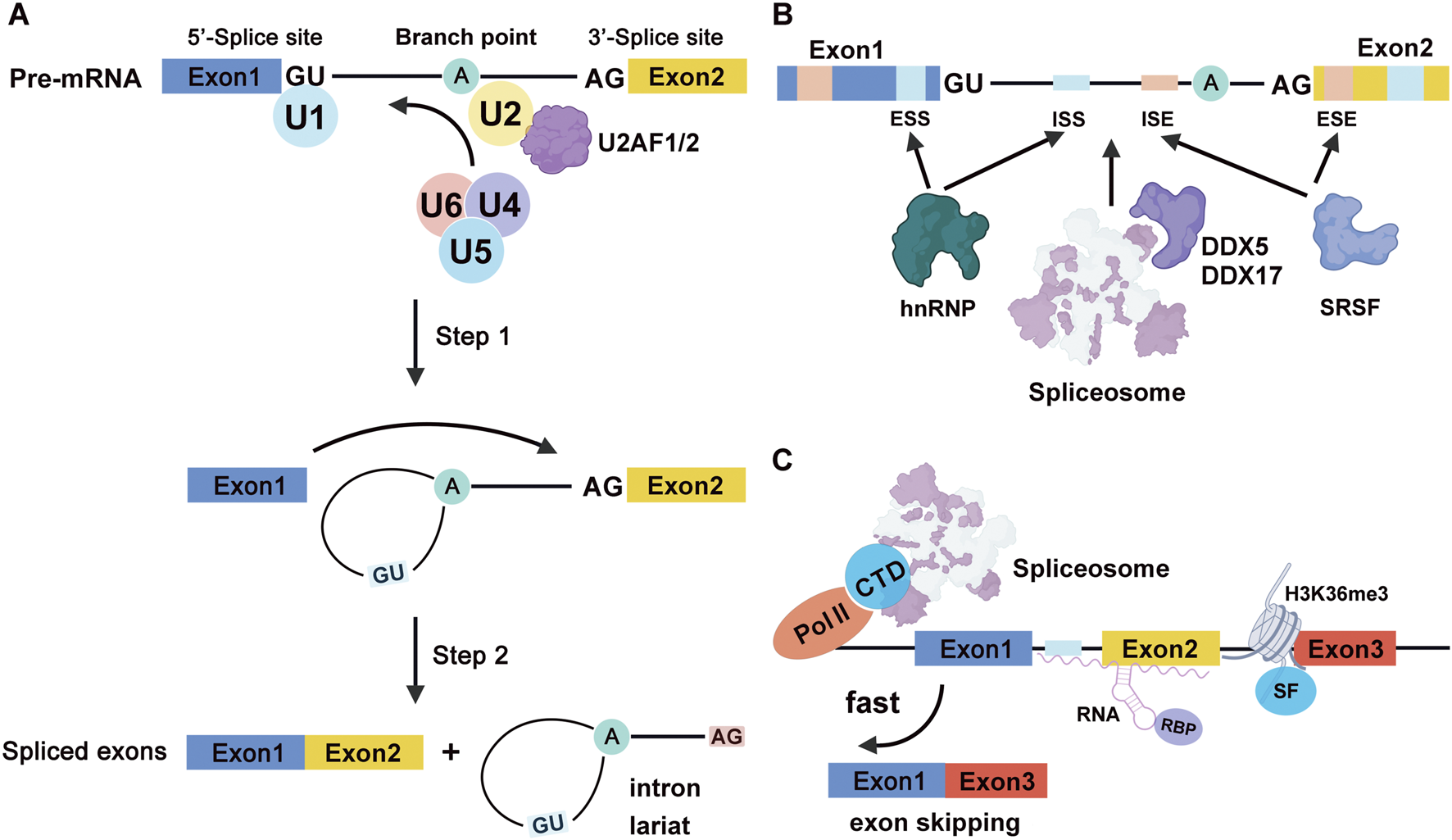 Frontiers Publishing Partnerships | RNA splicing in bone diseases ...