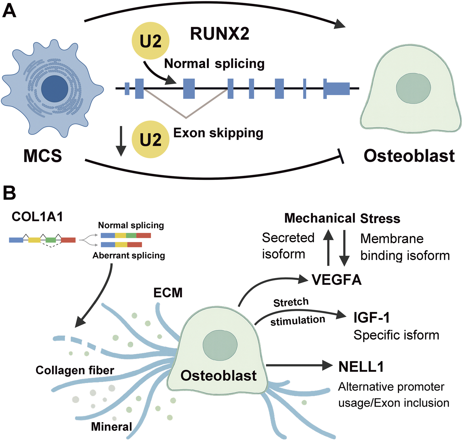 Frontiers Publishing Partnerships | RNA splicing in bone diseases ...