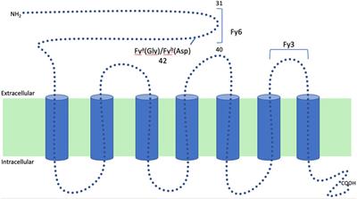 Frontiers Publishing Partnerships | The Role of the Duffy Blood Group ...